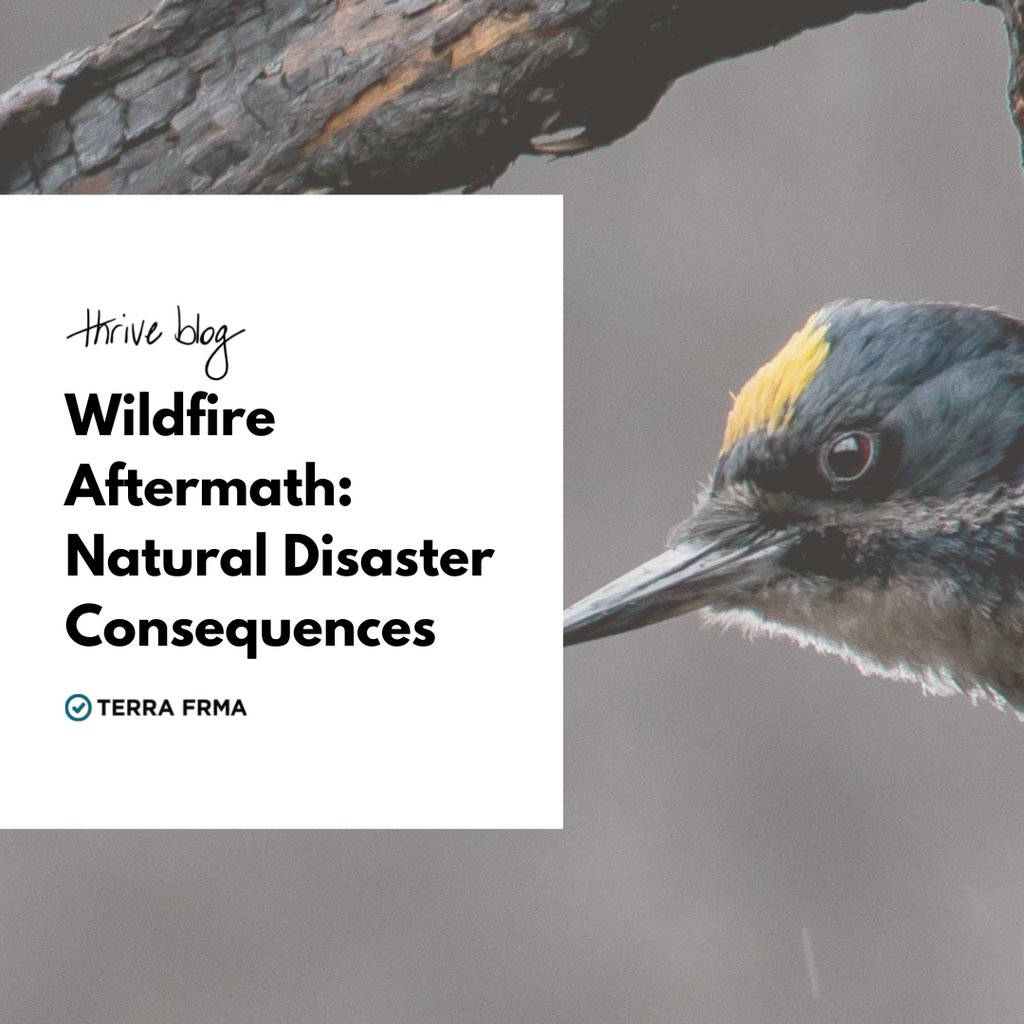 Everything You Need to Know About Wildfire Aftermath – Terra Frma